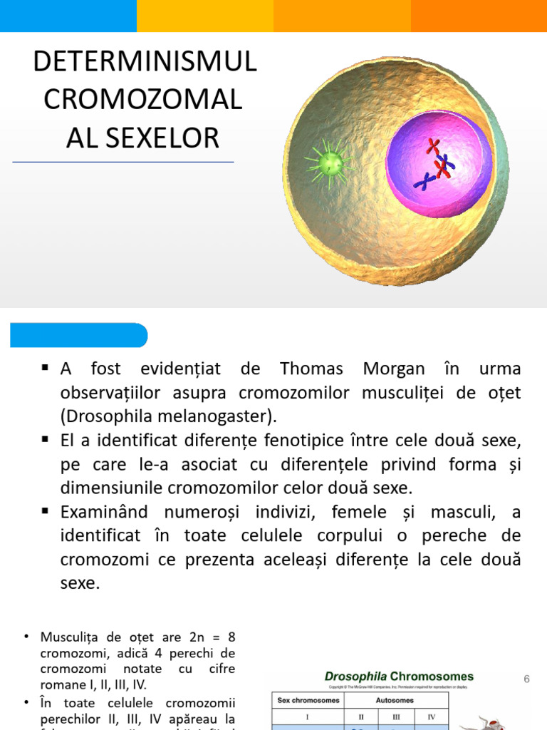Determinismul Cromozomal Al Sexelor 9 | PDF
