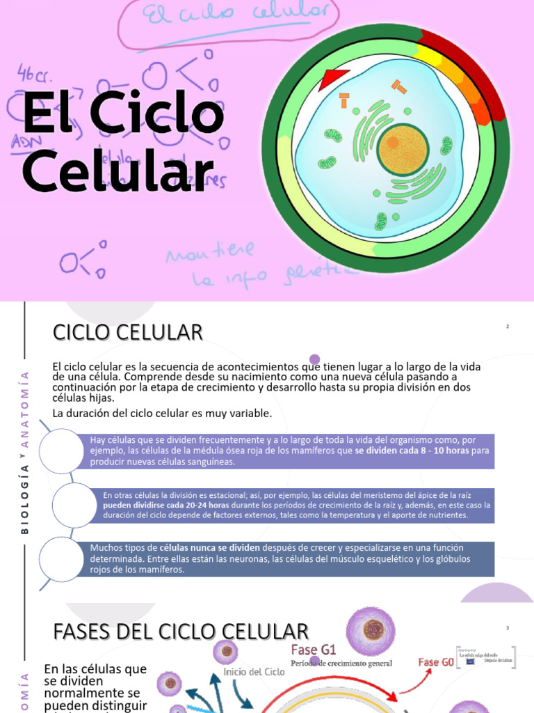 Ciclo Celular | PDF