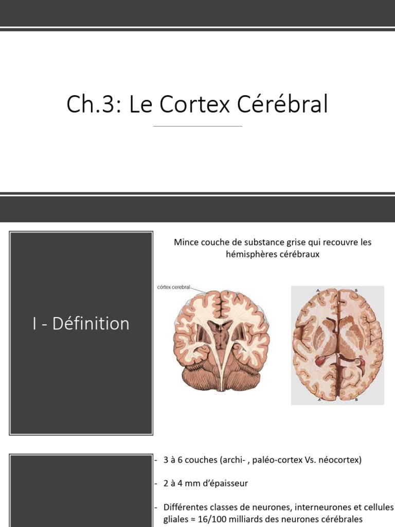Ch.3 - Le Cortex Cerebral | PDF