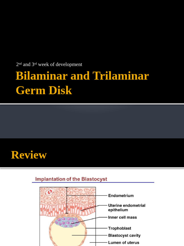 Bilaminar and Trilaminar Germ Disk | PDF