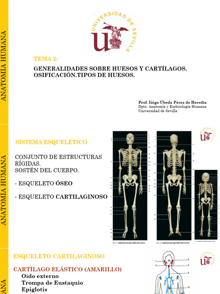 TEMA 2 - Generalidades Sobre Huesos y Cartílagos. Osificación. Tipos de Huesos | PDF