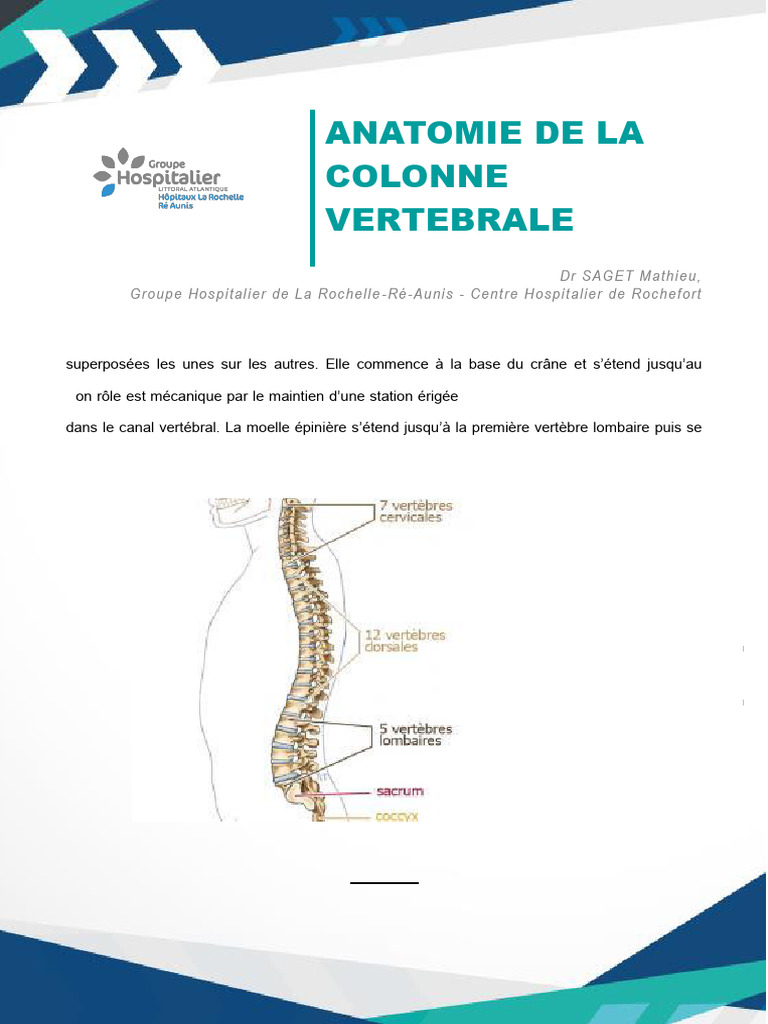 Anatomie de La Colonne Vertebrale Ok | PDF