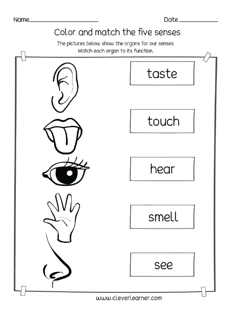 Five Senses Preschool Worksheet | PDF