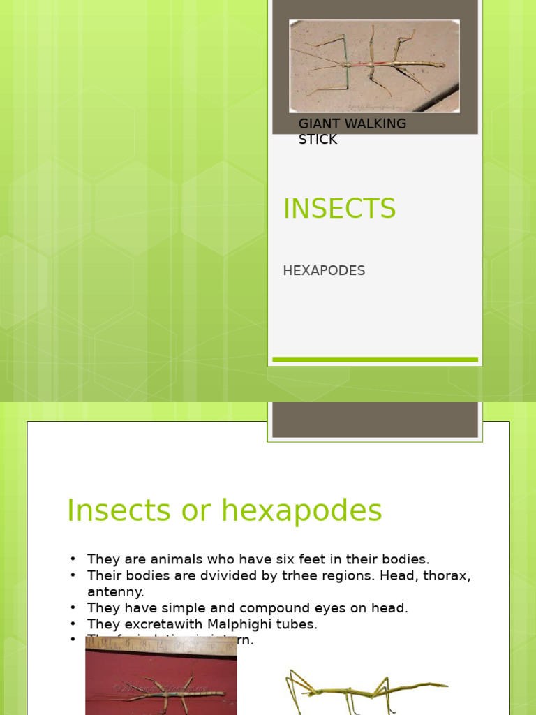 Insects | PDF