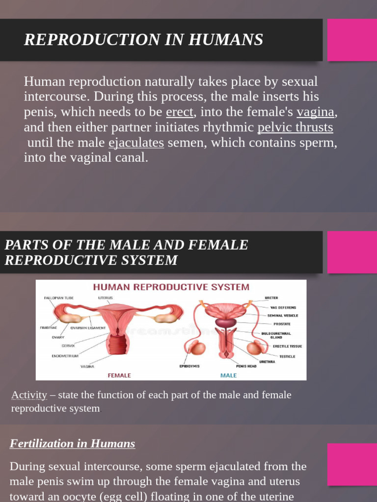 Reproduction in Humans | PDF