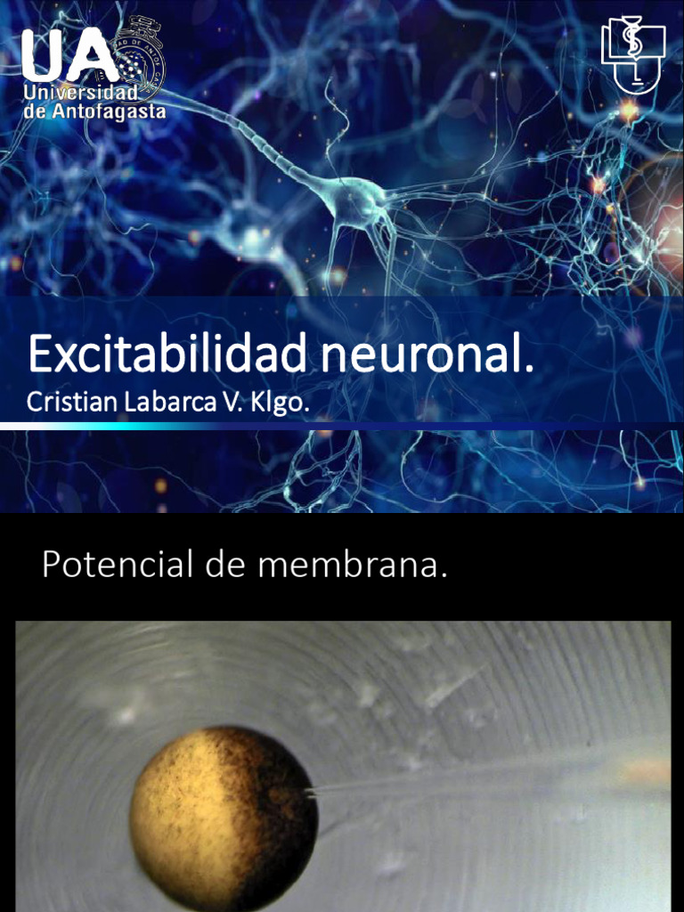 Excitabilidad Neuronal | PDF