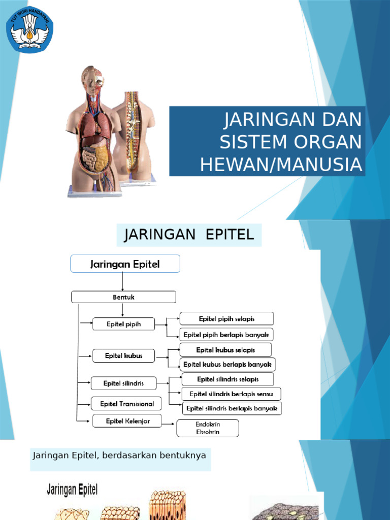 Jaringan Dan Sistem Organ | PDF