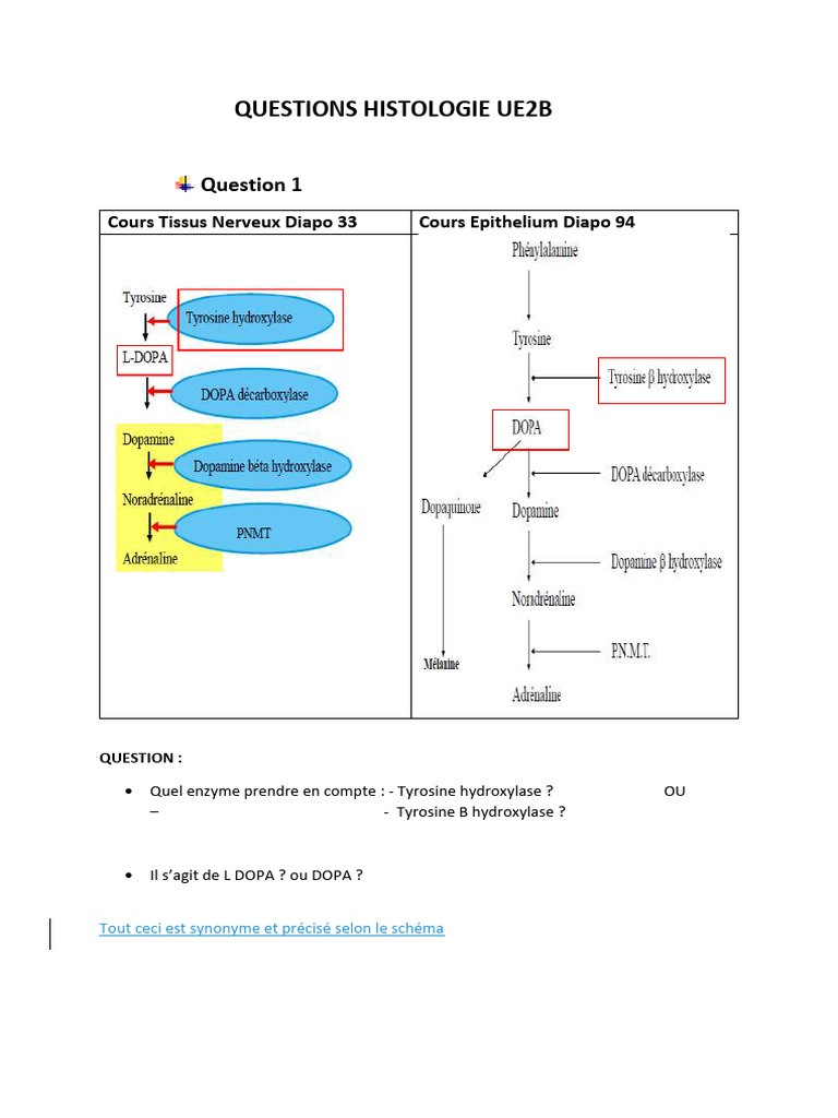 Paces Questions Histologie Ue2bantilles | PDF