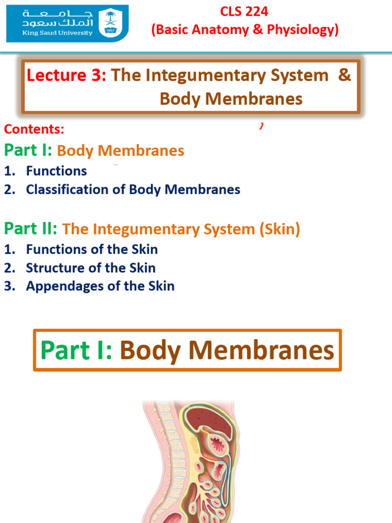 CLS224-Lecture 3-The Integumentary System & Body Membranes-1 | PDF