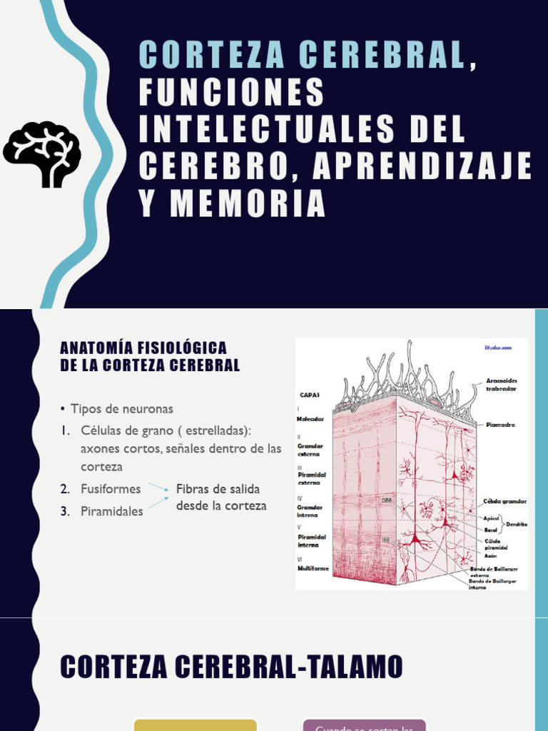 Corteza Cerebral Funciones Intelectuales Del Cerebro Aprendizaje Y