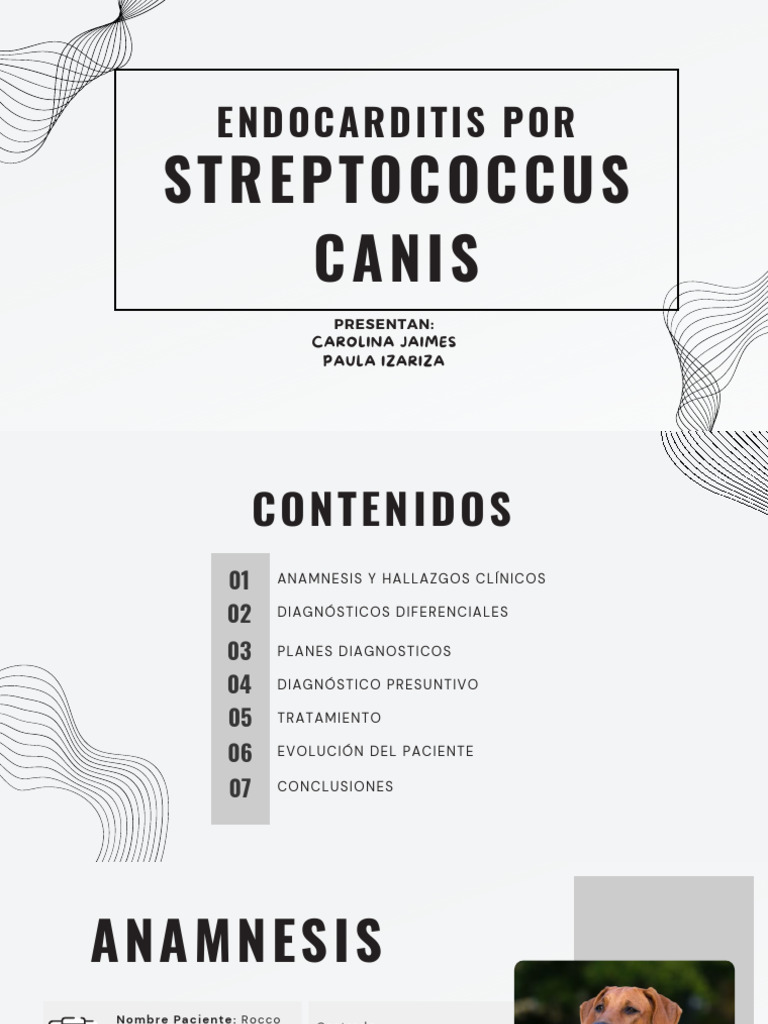 Endocarditis Por Streptococcus Canis - Caso Clínico | PDF