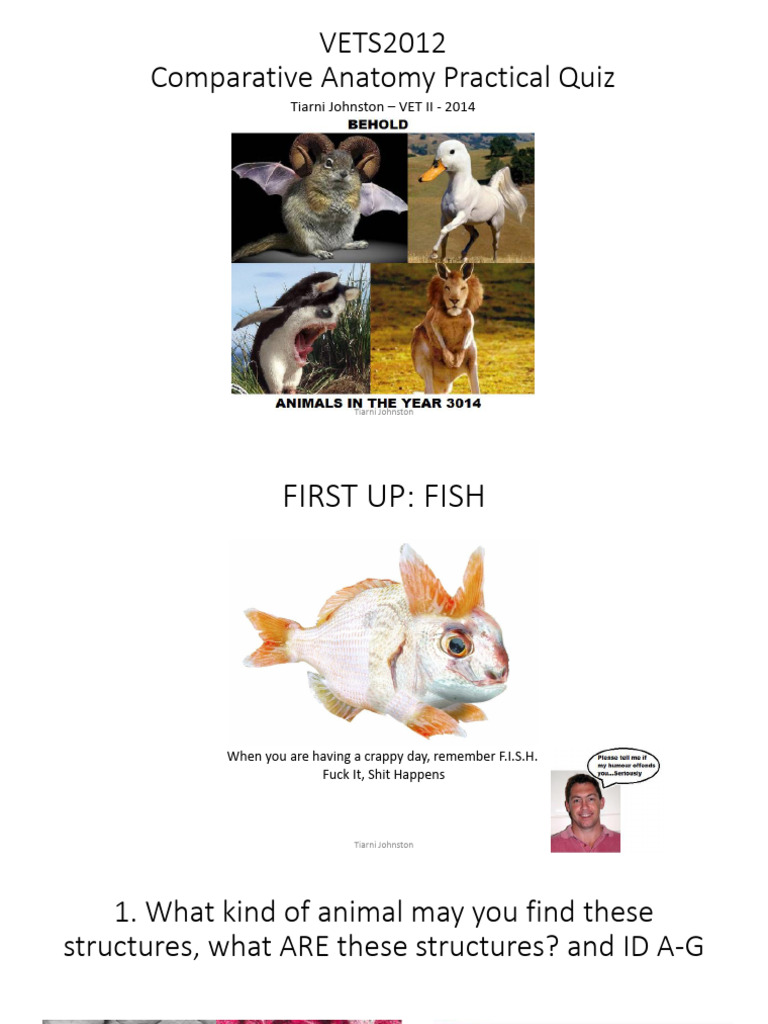 Comparative anatomy Prac Quiz (Tiarni Johnston) | PDF