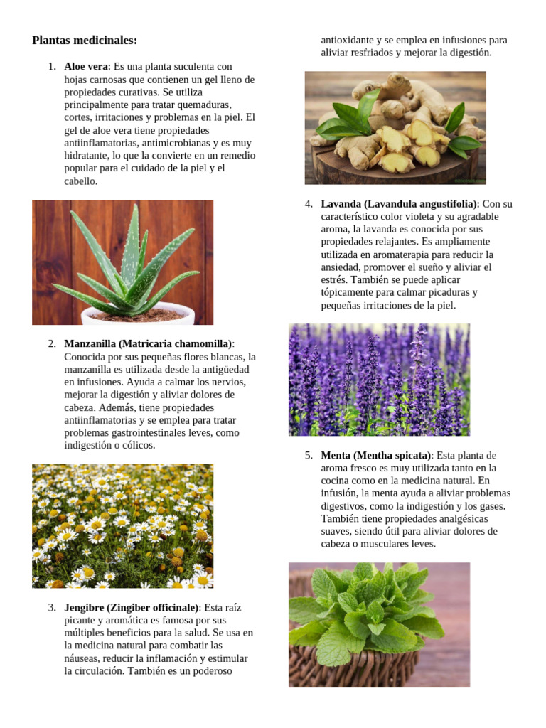 Plantas Medicinales | PDF