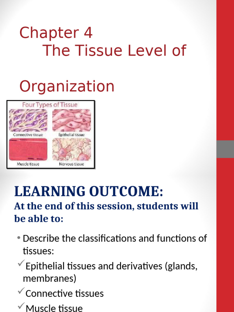 Chapter 4 - TISSUE LEVEL OF ORGANIZATION | PDF