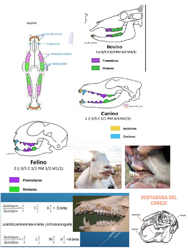 Formulas Dentarias | PDF