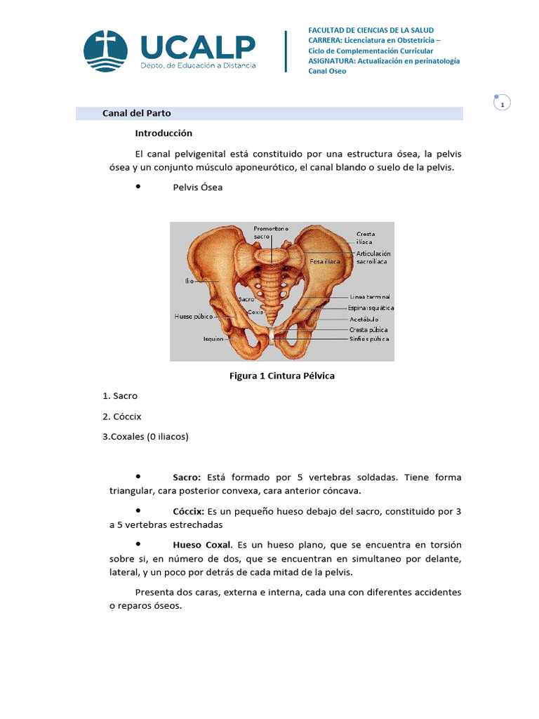 Anatomía del Canal Oseo en Obstetricia | PDF | Pelvis | Sistema ...