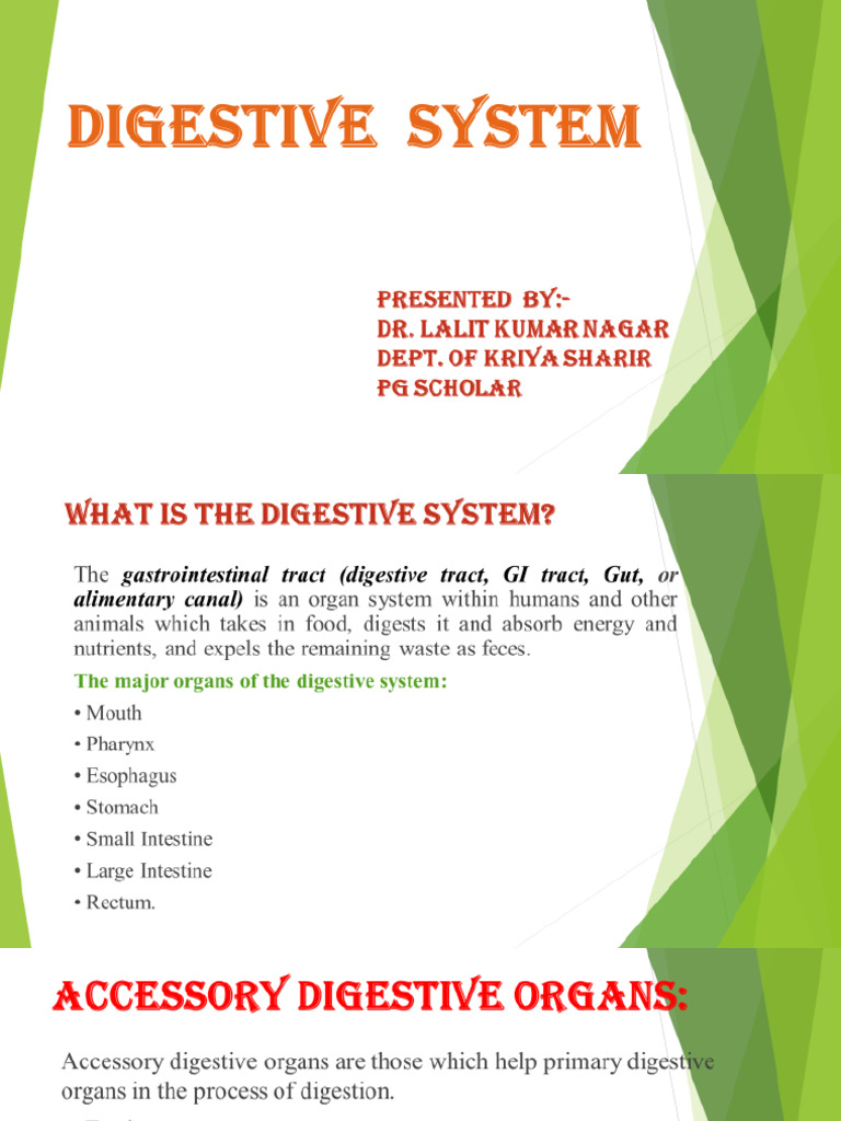 Digestive System 1 | PDF