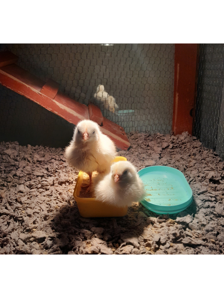 Pollo | PDF