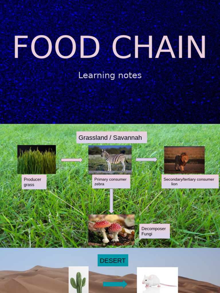 Food Chain - Web | PDF