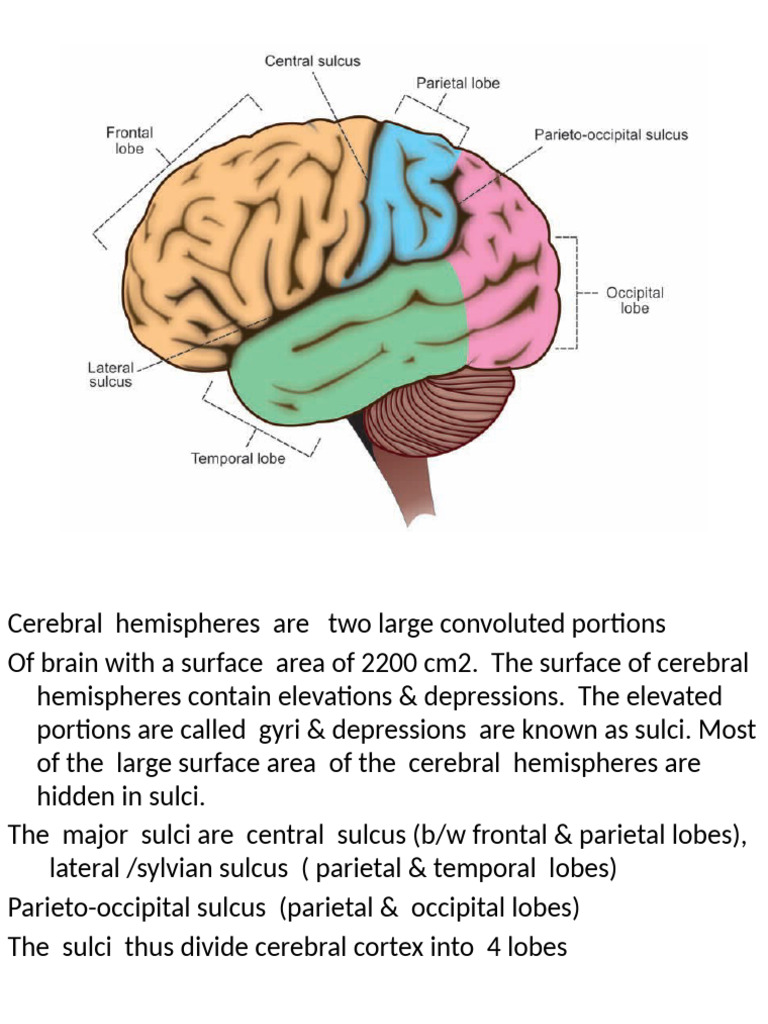 Cerebral Cortex 1 | PDF