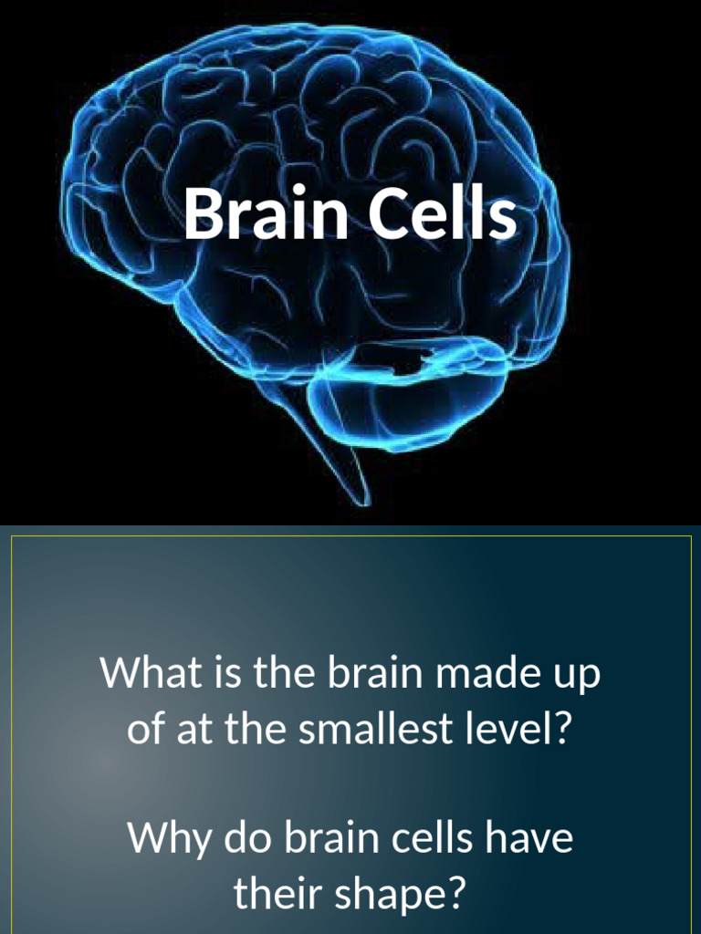 Brain Cells Presentation | PDF