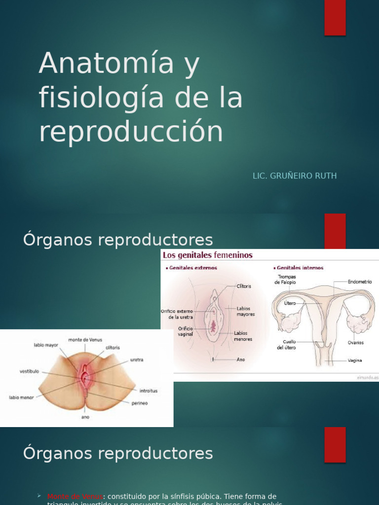 Anatomía y Fisiología de La Reproducción | PDF