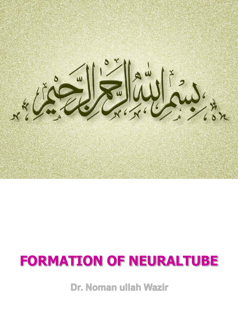 Neurulation: Neural Tube Formation Process | PDF | Nervous System ...