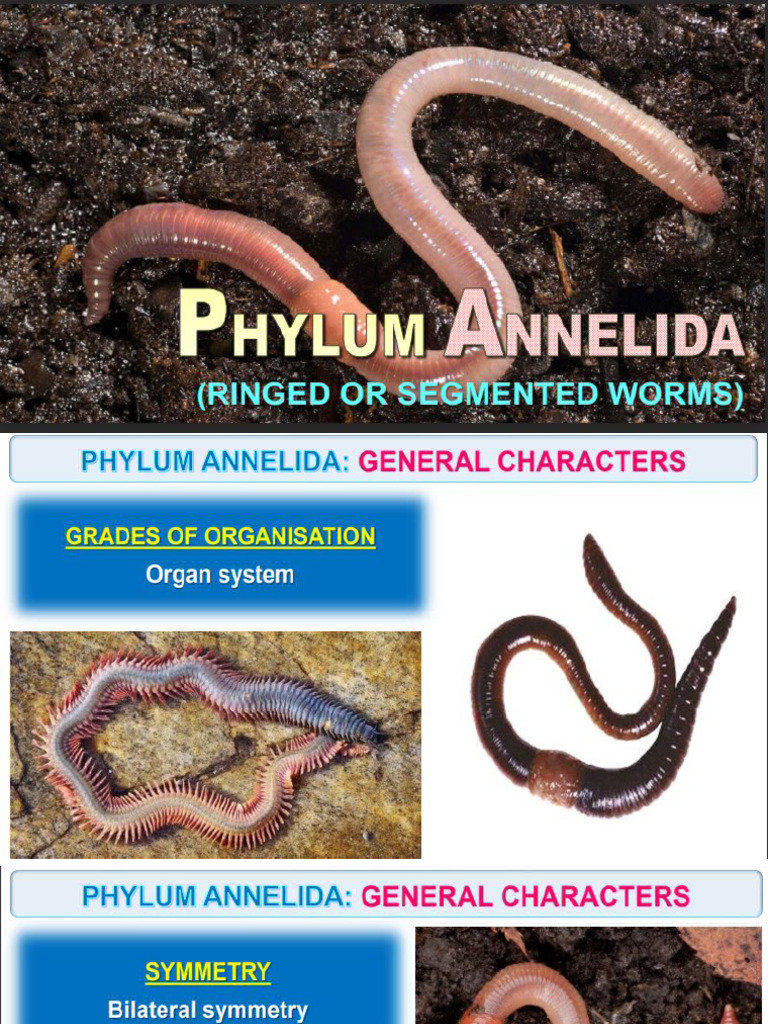 Ch1: Annelida | PDF