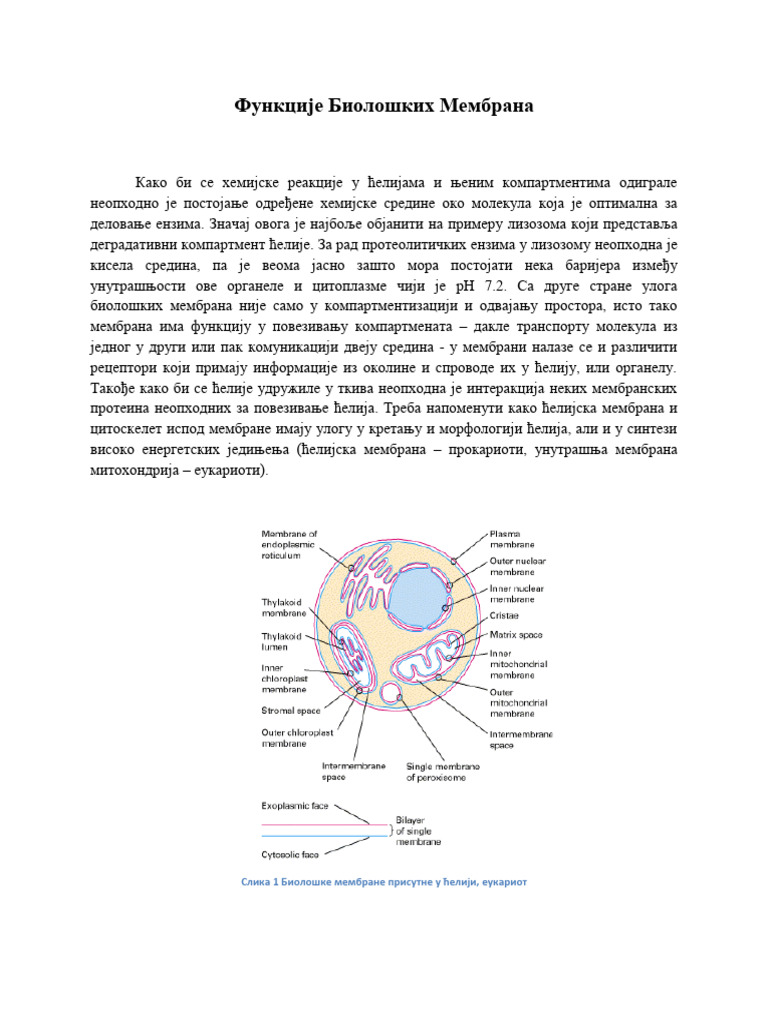 Funkcija Celijske Membrane - Endozomski Sistem - Lizozom | PDF
