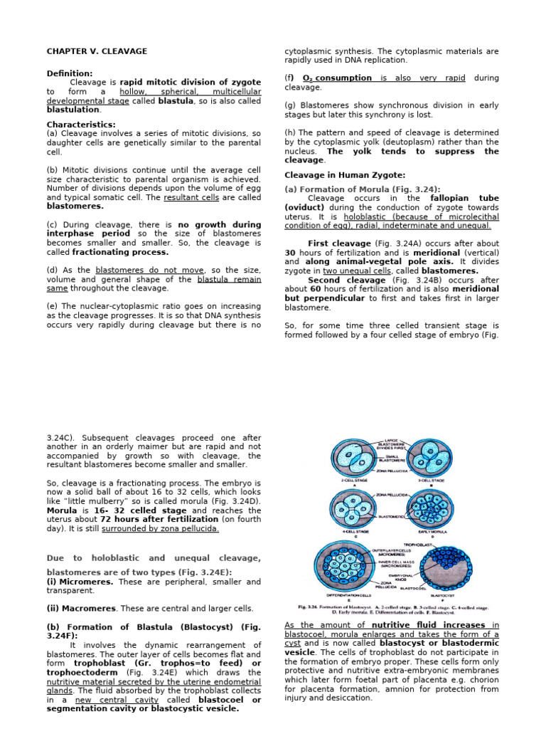 Cleavage | PDF