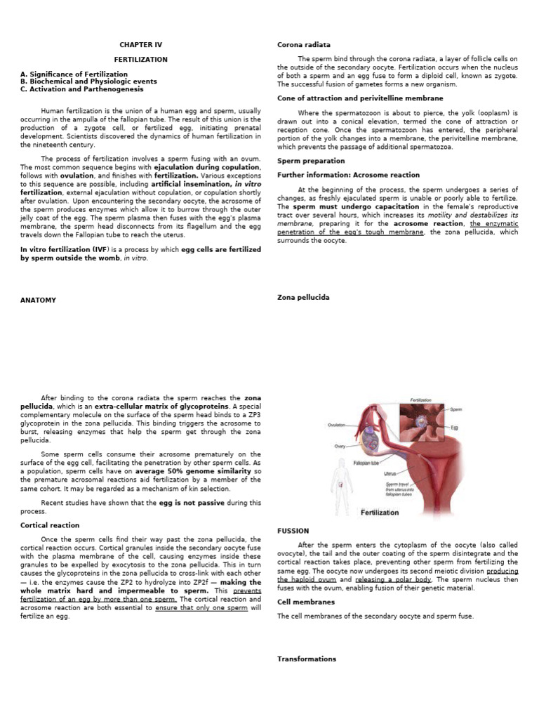 DEVBIO Chapter 4 | PDF