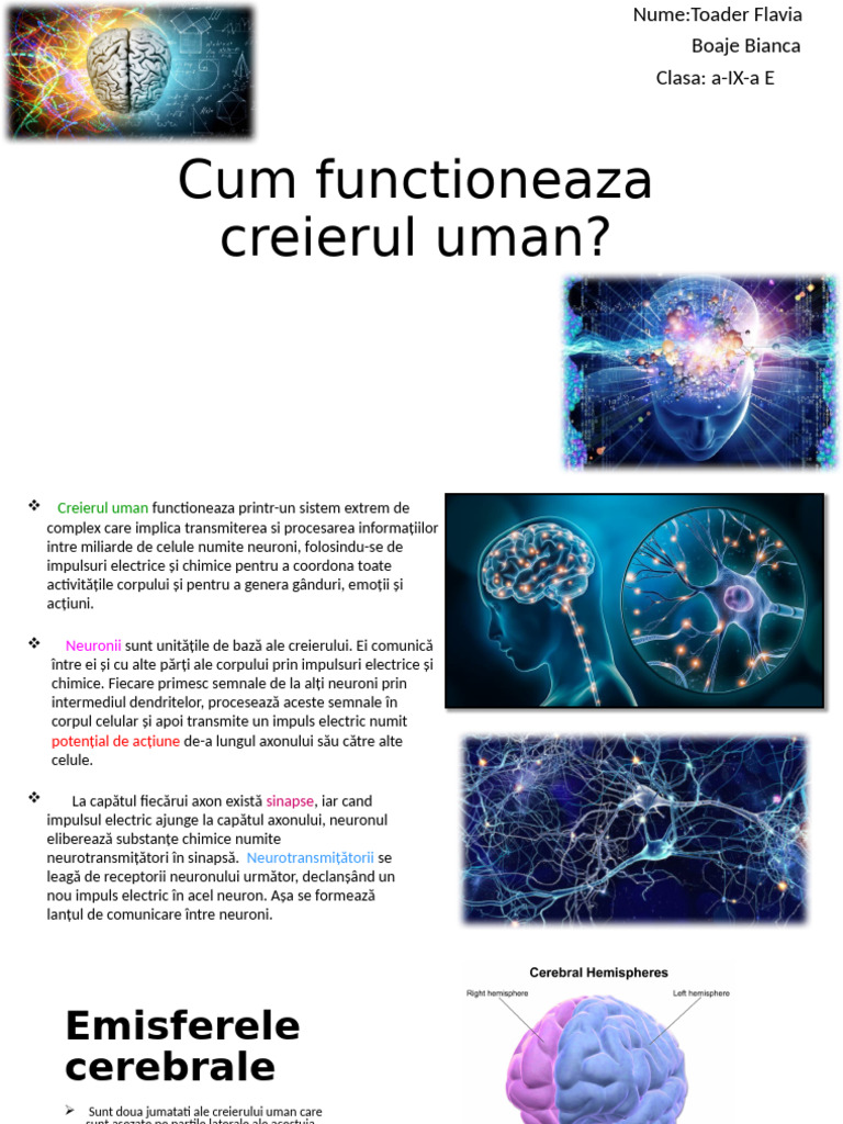 Cum Functioneaza Creierul Uman | PDF