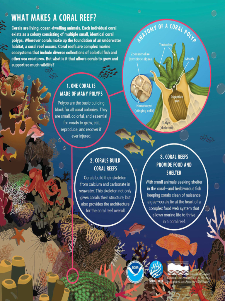 UPDATED Coral Infographic 101 | PDF