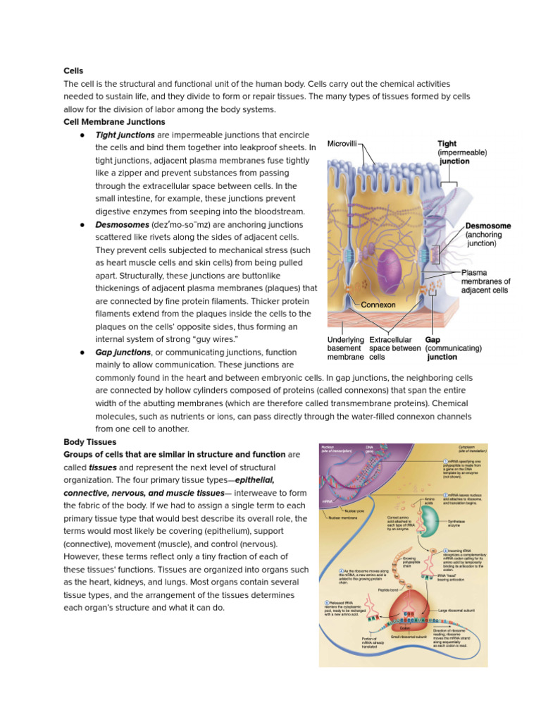 Anaphy Tissues (1) | PDF