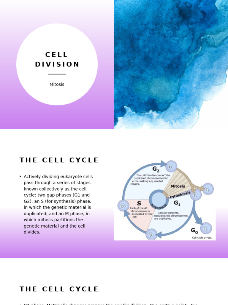 2.cell Division Mitosis | PDF | Mitosis | Cell Growth