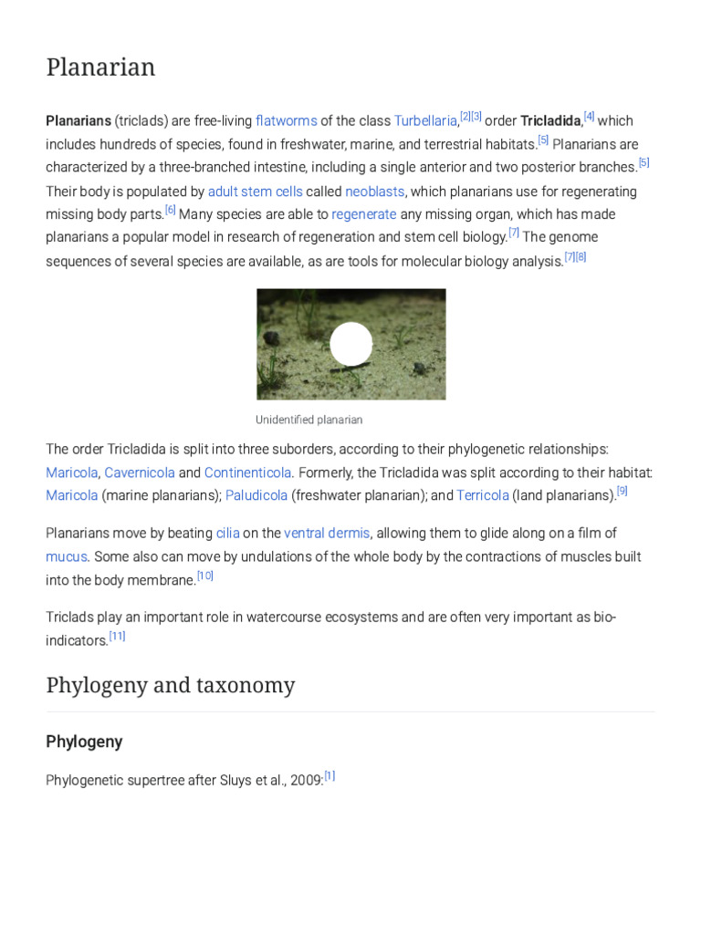 Planarian - Wikipedia | PDF