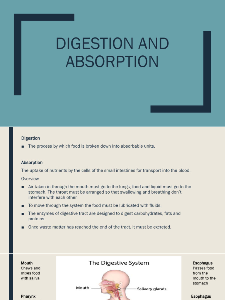 Digestion and Absorption.. | PDF
