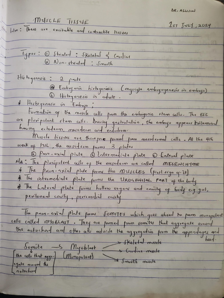 Sonia's Muscle Tissue Note | PDF