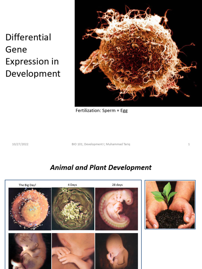 Development-Differential Gene Expression Tariq 2019 | PDF