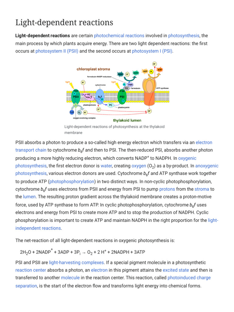 Light-Dependent Reactions - Wikipedia | PDF | Electron Transport Chain ...