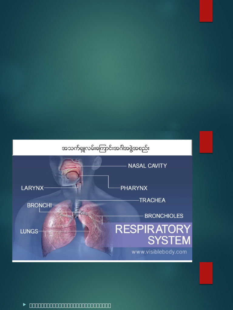 Respiratory System | PDF