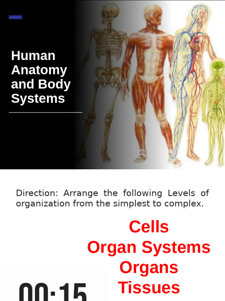Human Body Systems | PDF