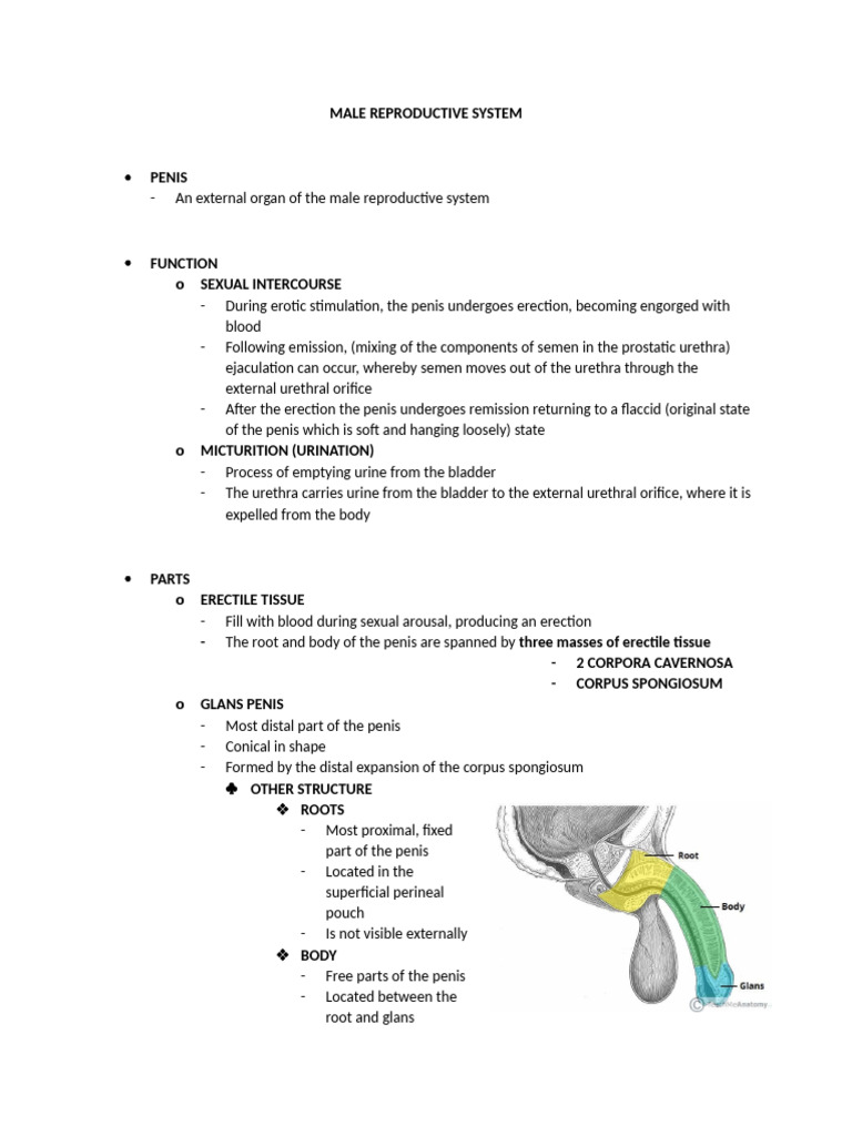 Male Reproductive System | PDF