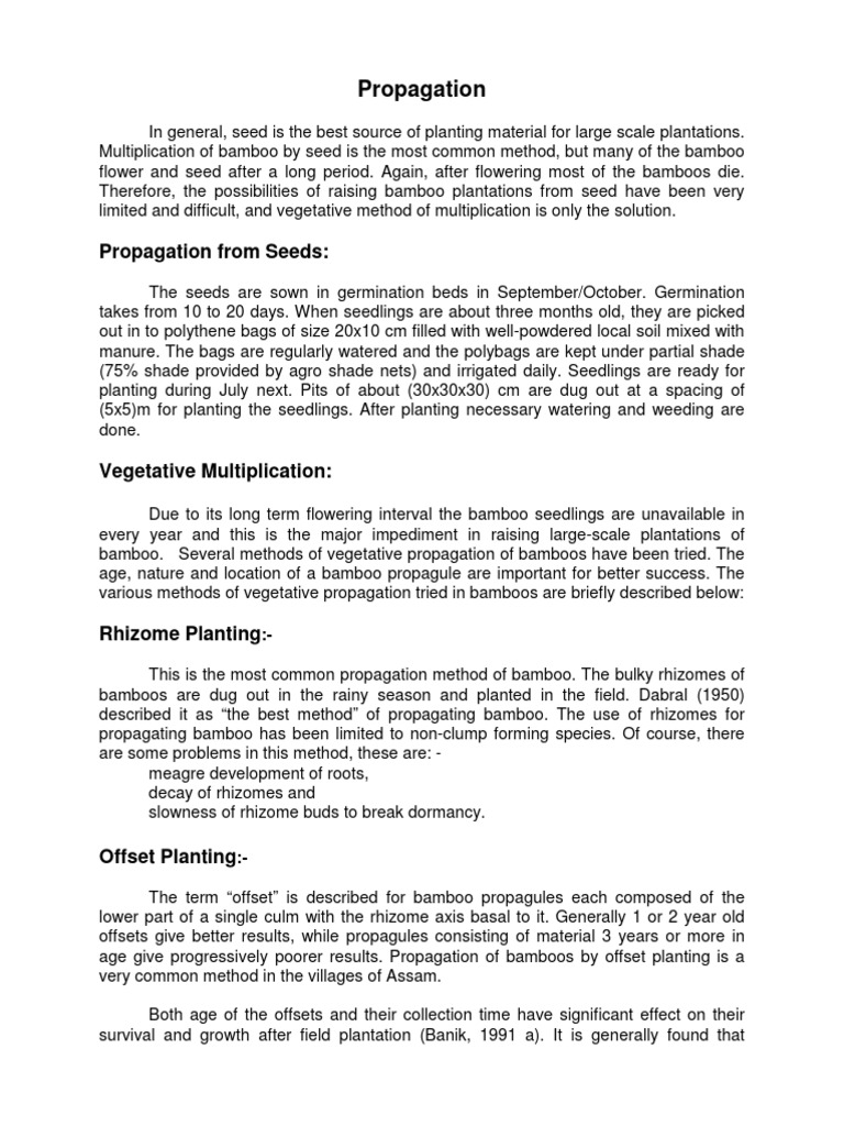 Bamboo Propagation 221206 | PDF | Bamboo | Root