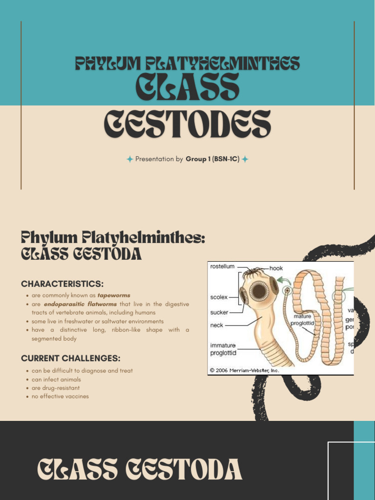 Phylum Platyhelminthes Class Cestoda | PDF