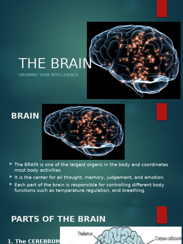 Perdev Q2 The-Brain | PDF