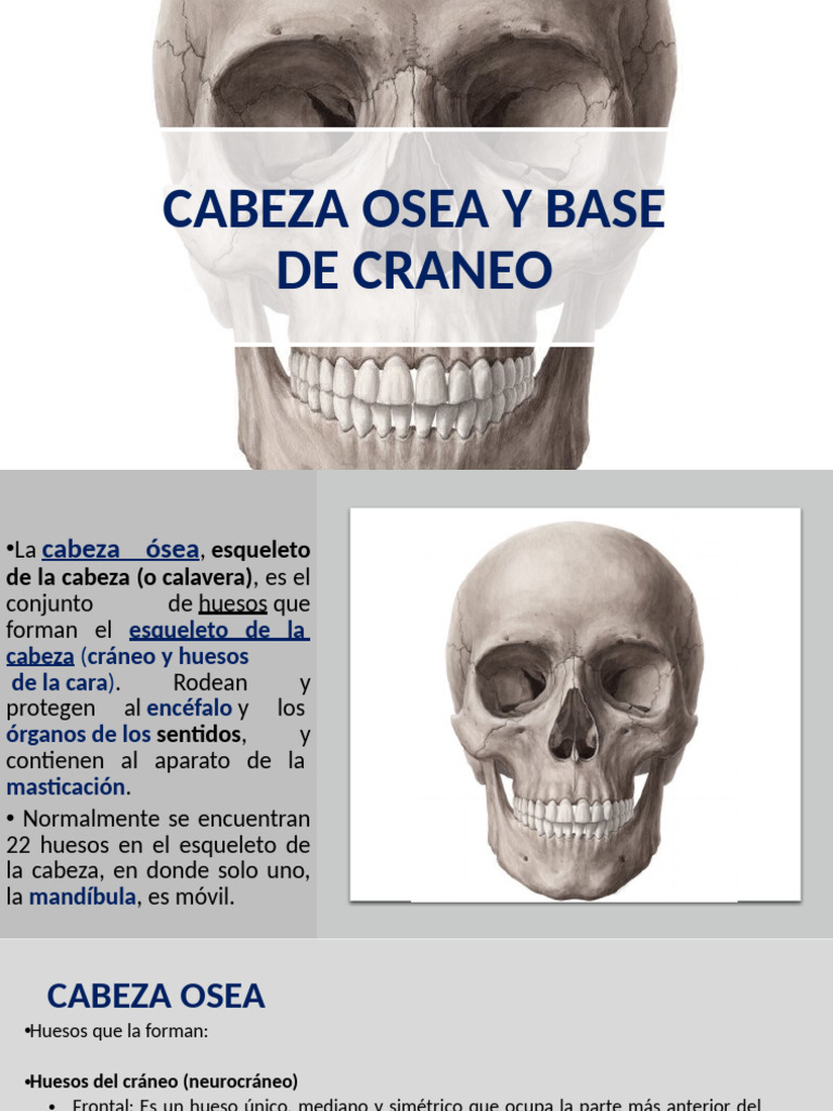 Cabeza Osea. Base de Craneo. | PDF