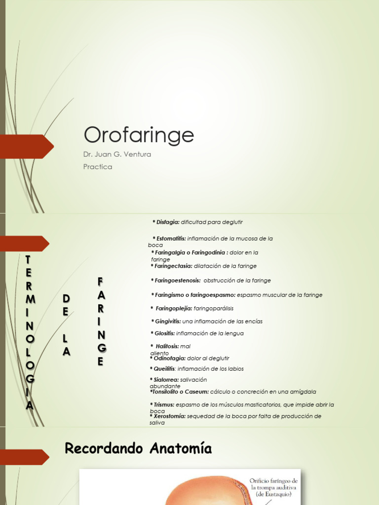 Orofaringe | PDF