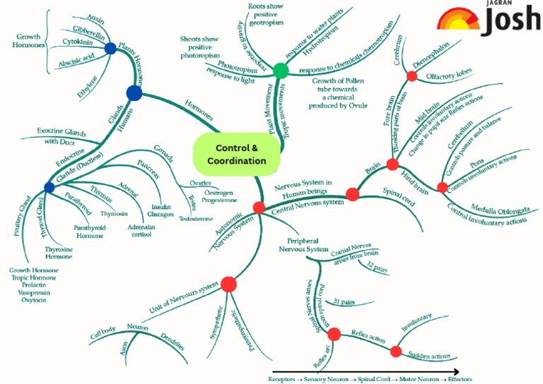 Cbse Class 10 Science Chapter 6 Mind Map | PDF