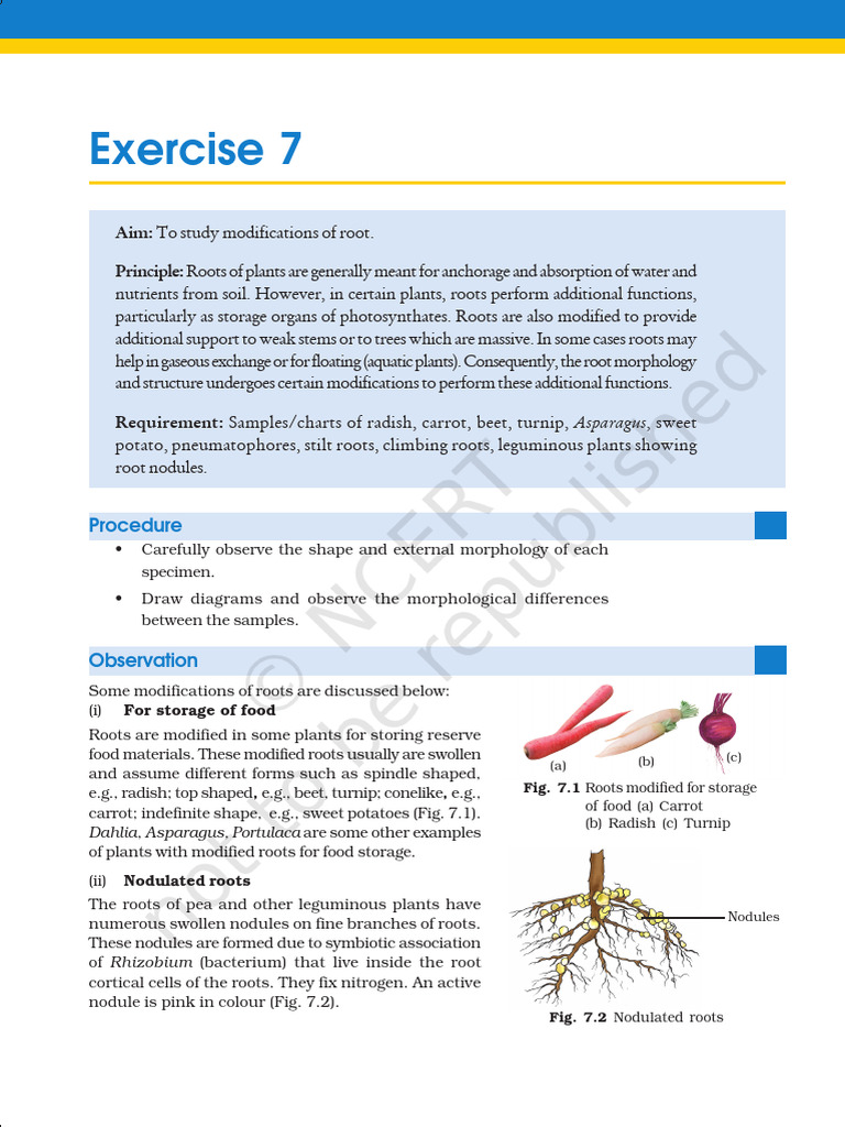 Ncert Lab Manual | PDF